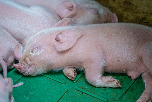 아기돼지 | 유토이미지 검색 결과